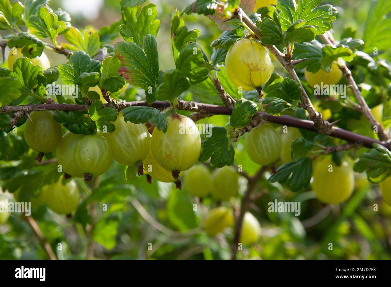 Green gooseberries growing on a large bush in a country garden Stock ...