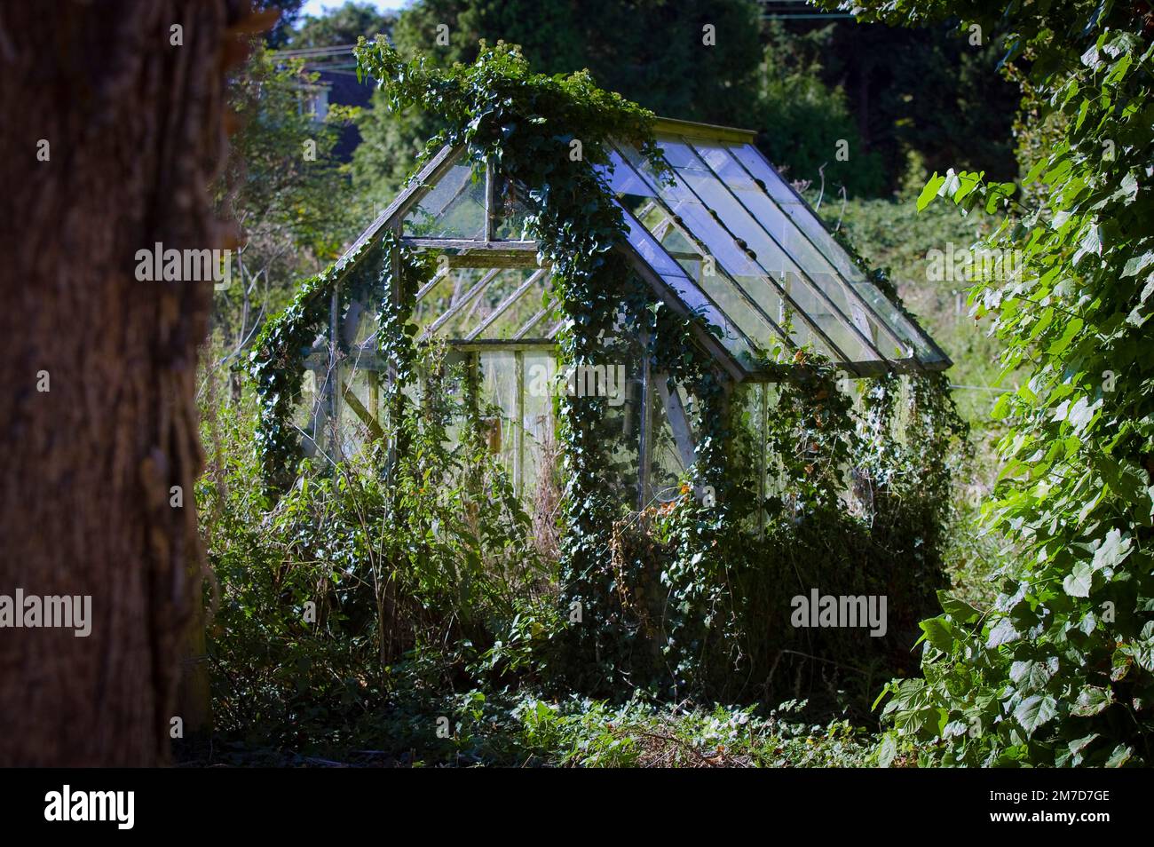 An old greenhouse over run and covered in plants, vines and creepers ...