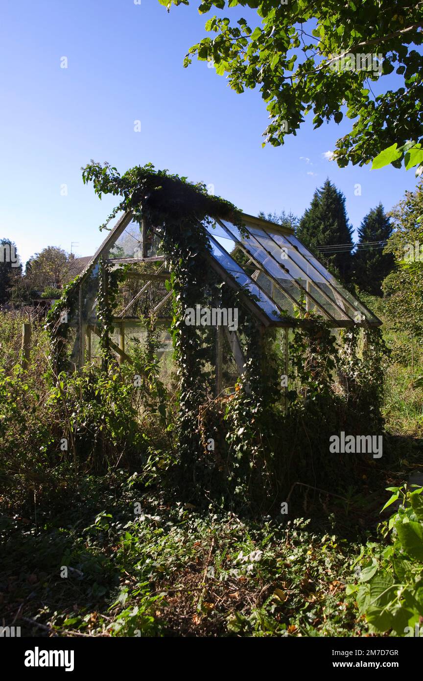 An old greenhouse over run and covered in plants, vines and creepers ...