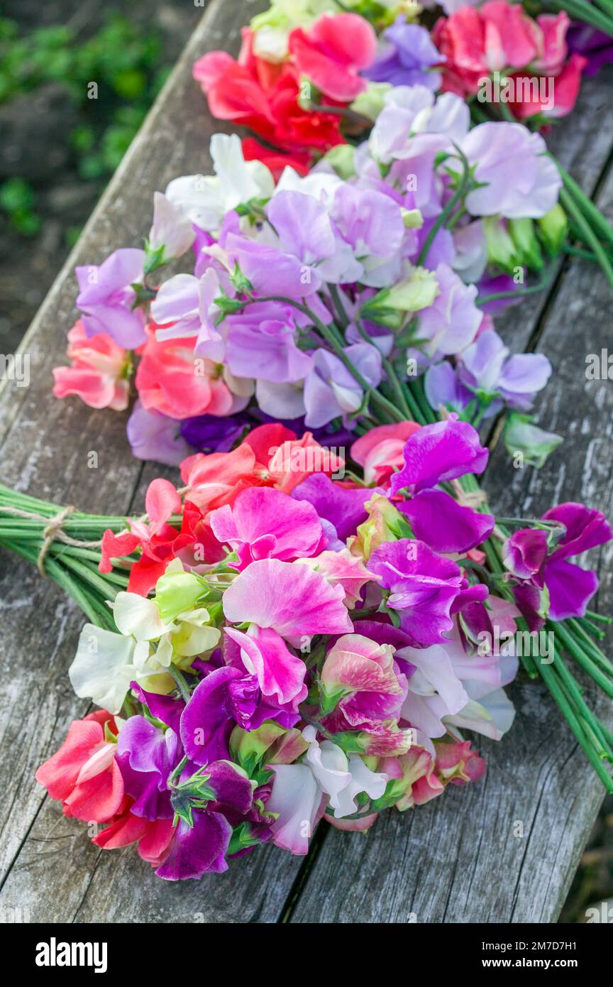 Sweet pea flowers freshly cut sitting on an old wooden bench Stock ...