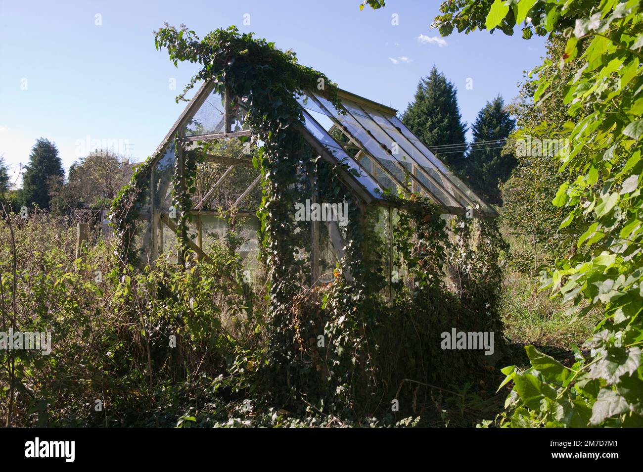 An old greenhouse over run and covered in plants, vines and creepers ...