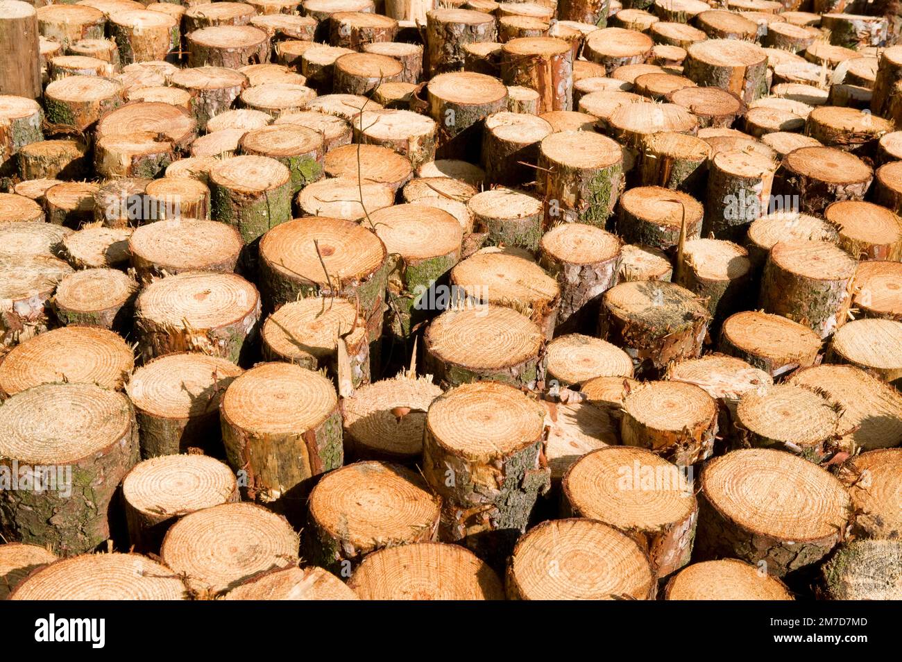 Tree trunks stacked one on another after being cut down and made ready ...