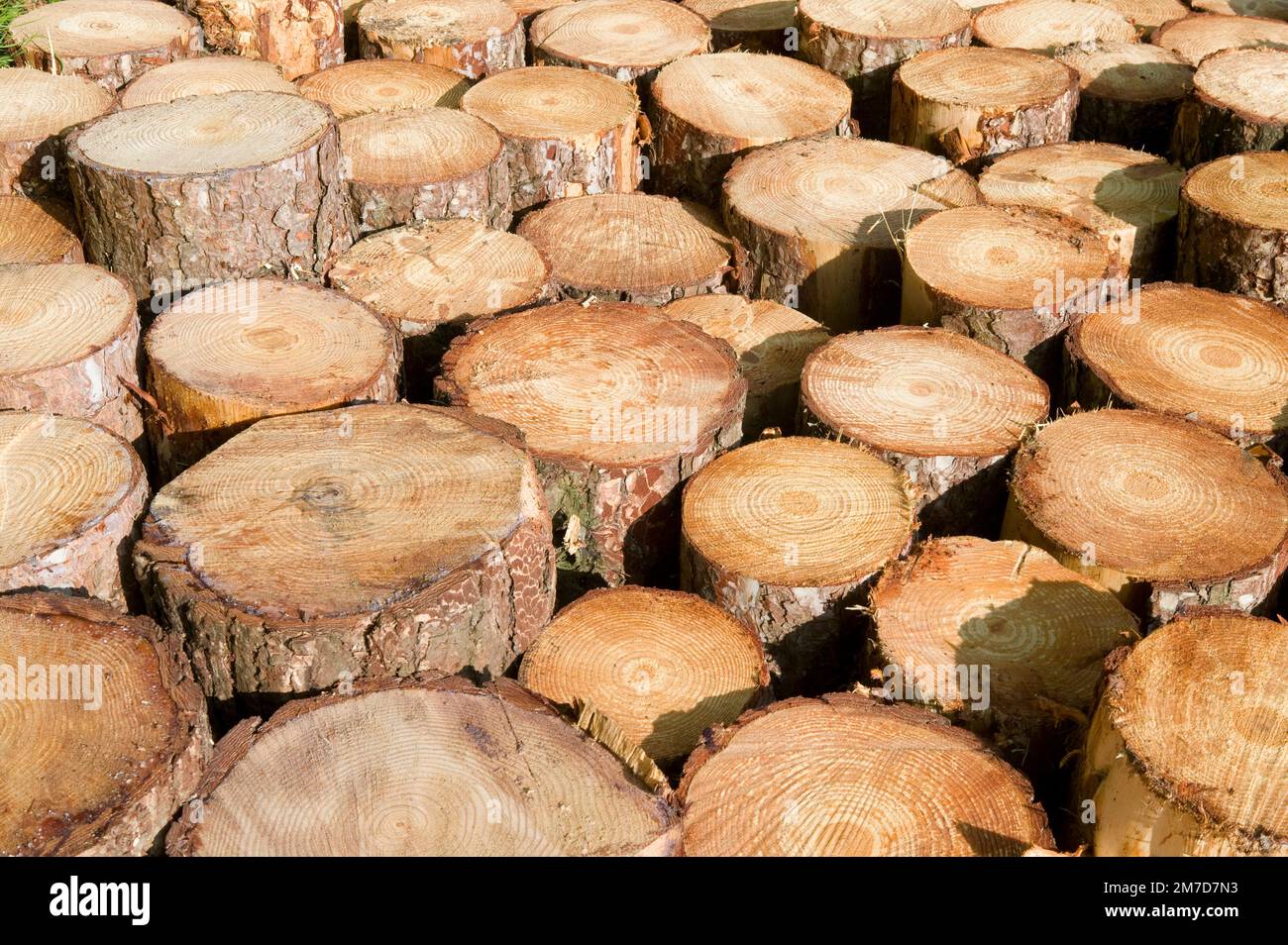 Tree trunks stacked one on another after being cut down and made ready ...