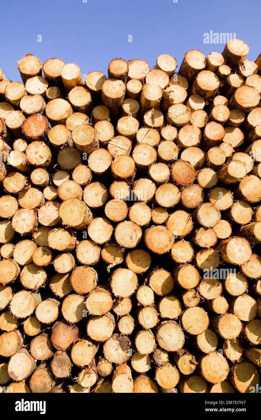 Tree trunks stacked one on another after being cut down and made ready ...