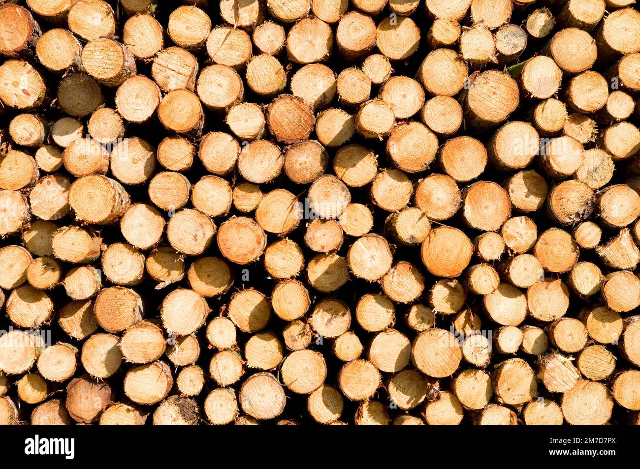 Tree trunks stacked one on another after being cut down and made ready ...