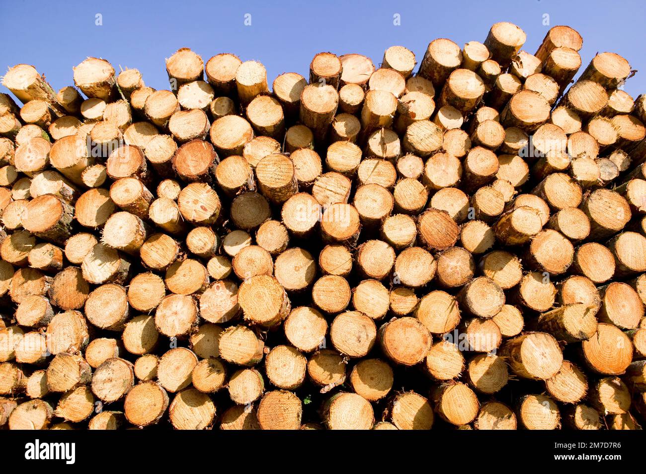 Tree trunks stacked one on another after being cut down and made ready ...
