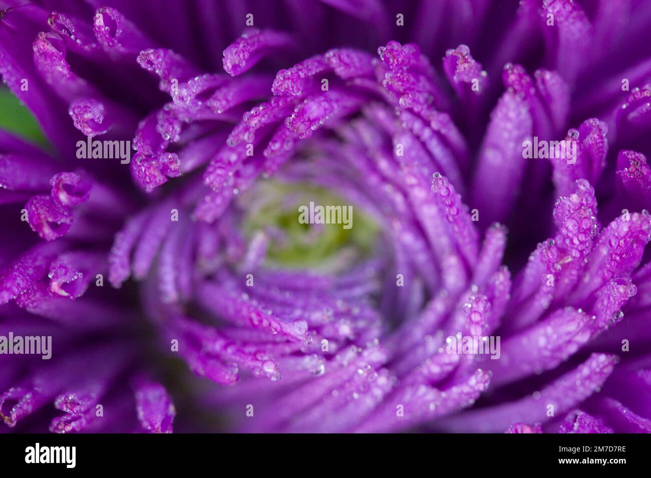 Flower portrait. Close up detailed image of the large bloom of a garden ...