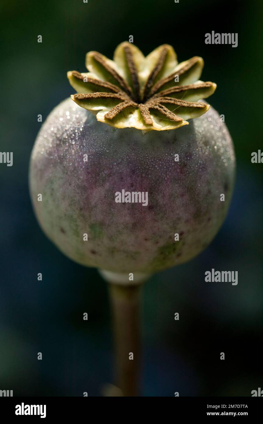 Dead poppy heads in the garden Stock Photo - Alamy