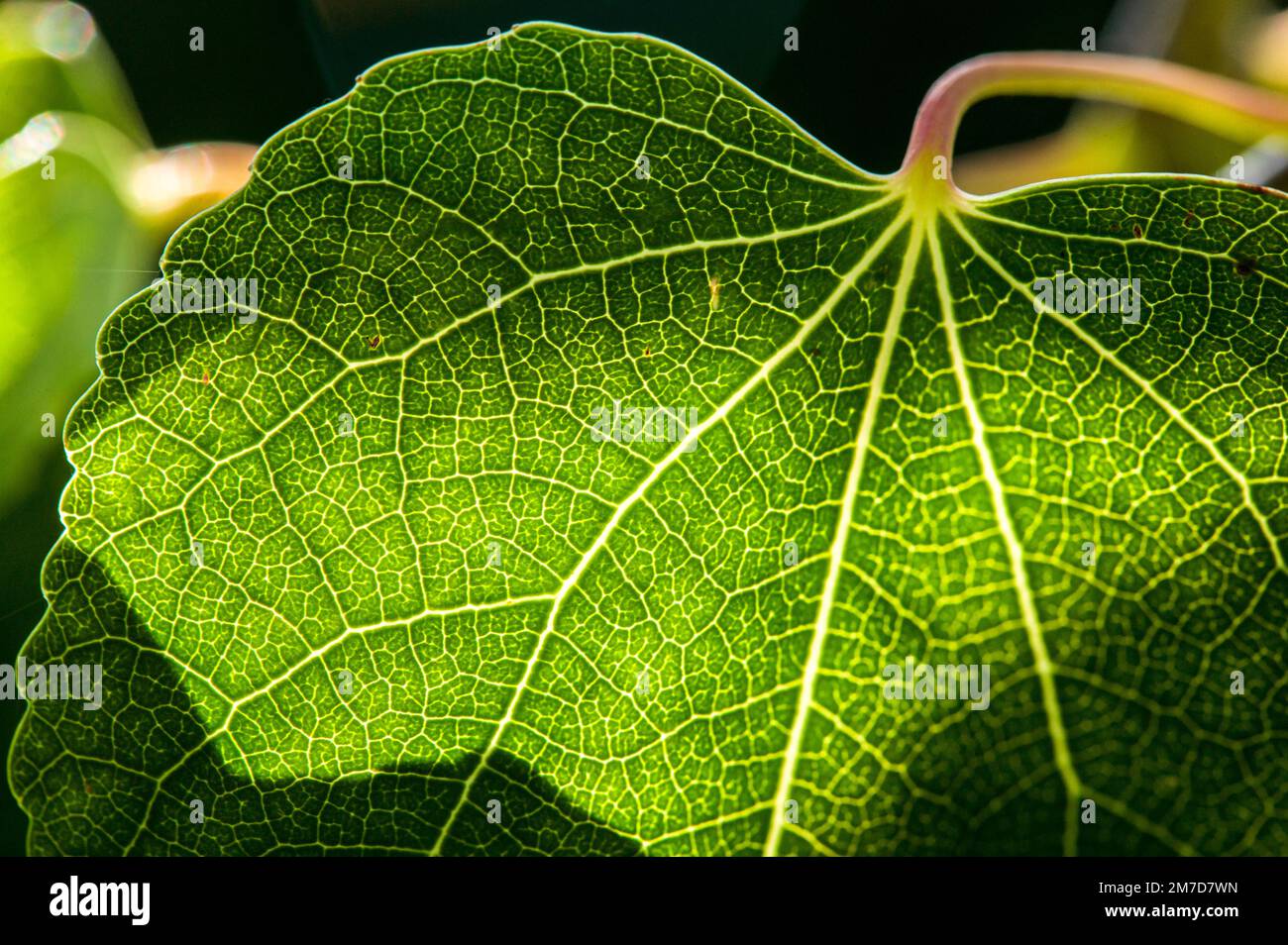 Close up, detail of plant leaves in the wild, backlit by the sun and ...