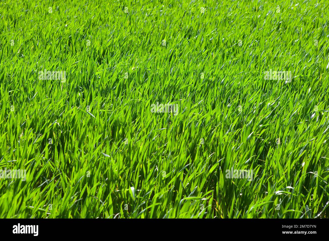 Grasses waving in the breeze Stock Photo - Alamy