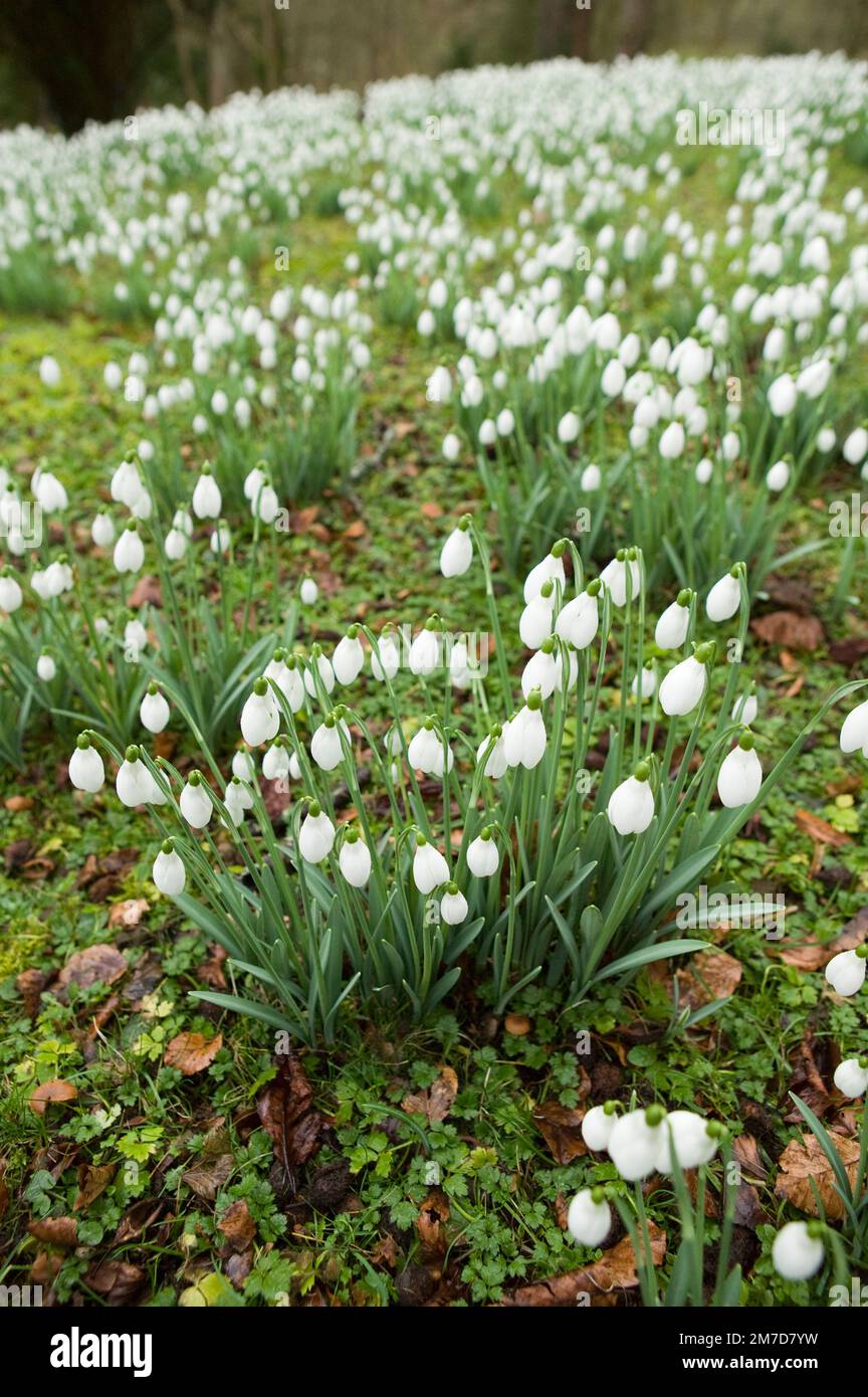 Flower's cover the ground in a garden full of snowdrops Stock Photo - Alamy
