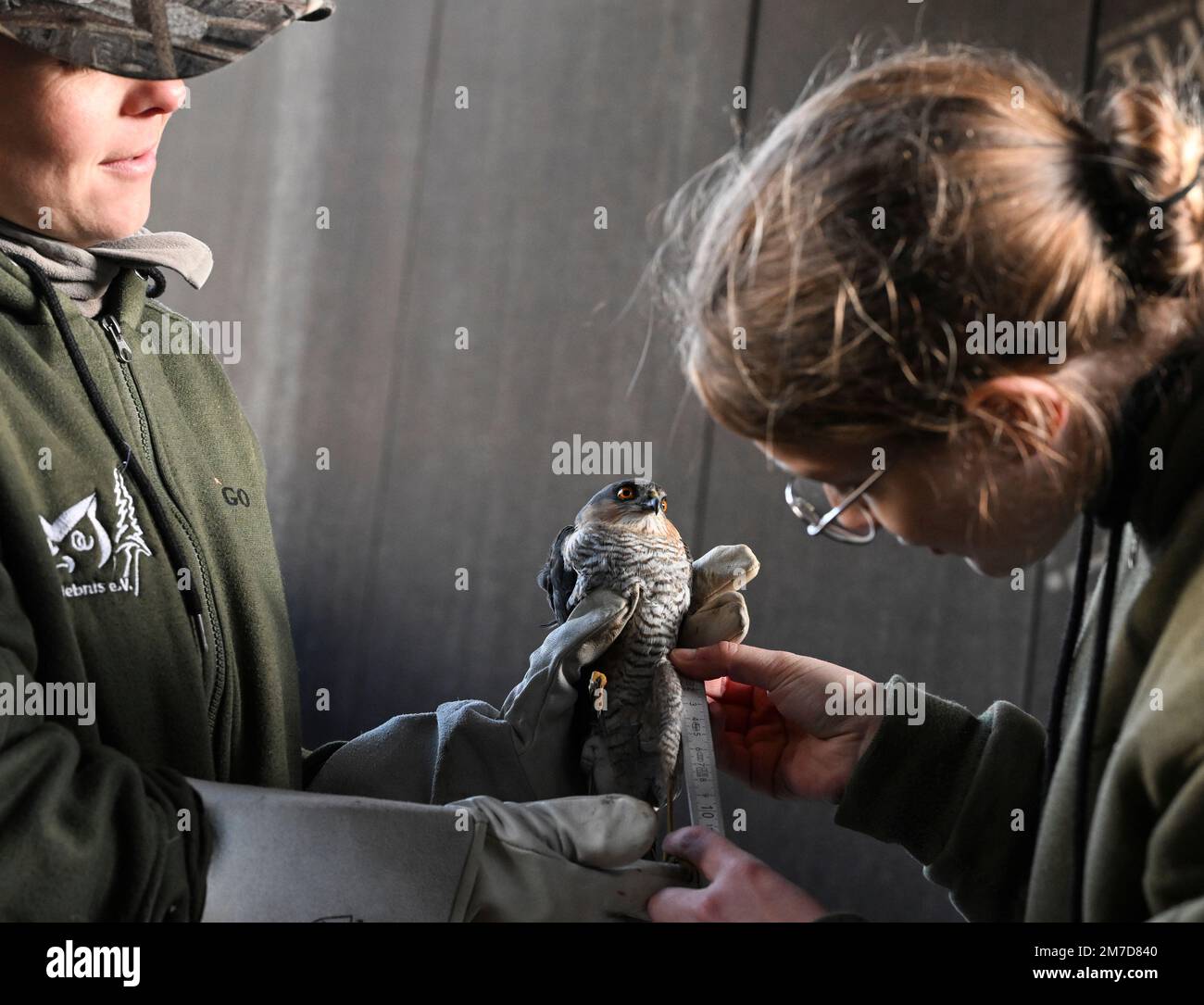 Pede hi-res stock photography and images - Alamy