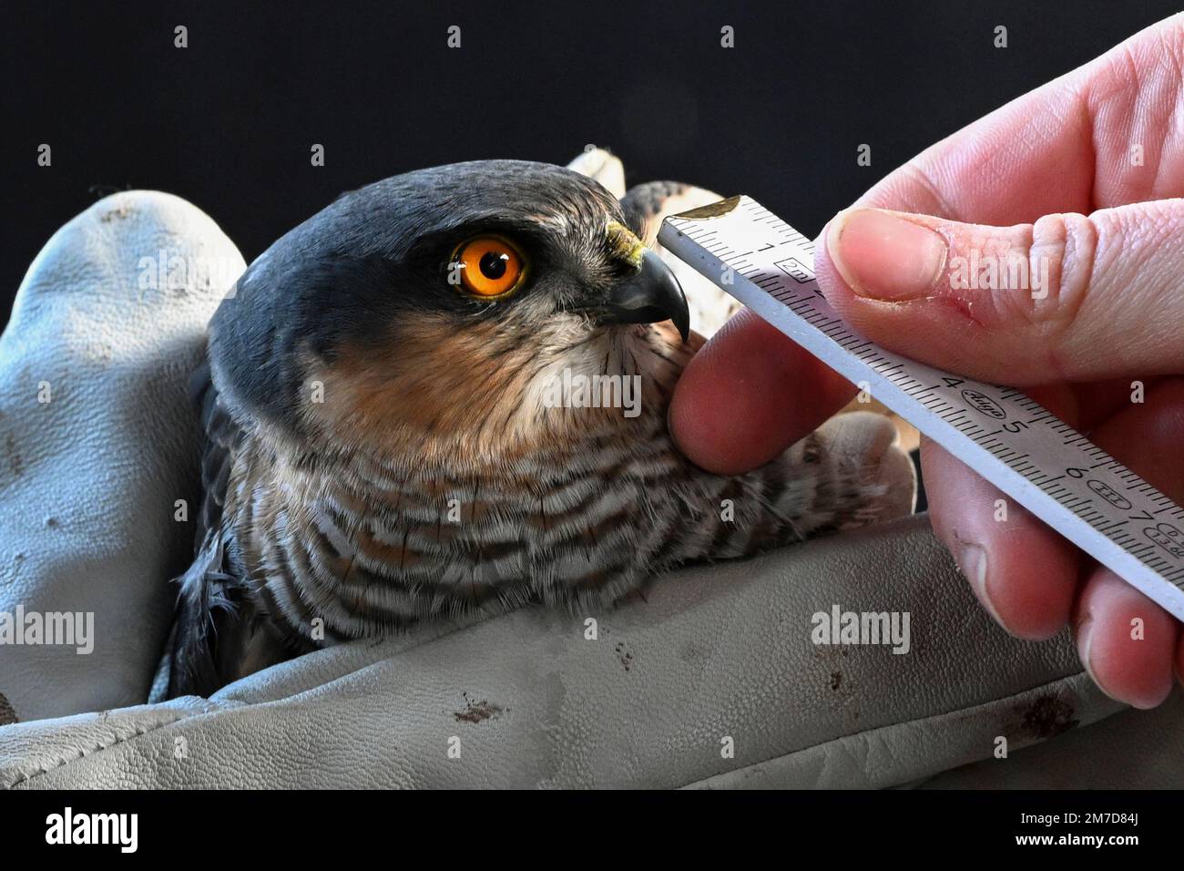 Drooping wings hi-res stock photography and images - Alamy