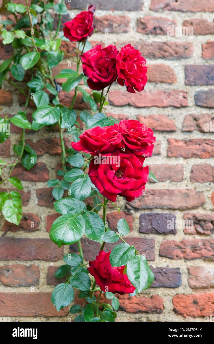 Deep red roses climbing on an old stone wall Stock Photo - Alamy