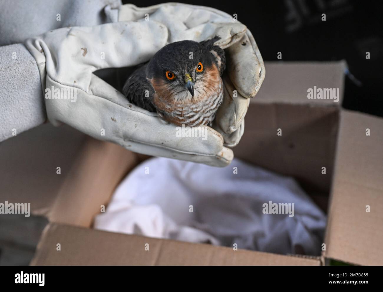 Drooping wings hi-res stock photography and images - Alamy