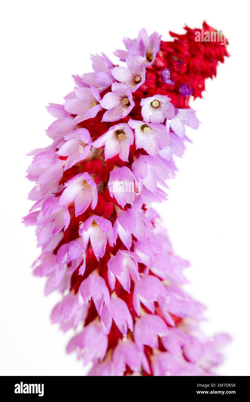 Delicate curved frond of a small floweer with pink and purple blooms ...