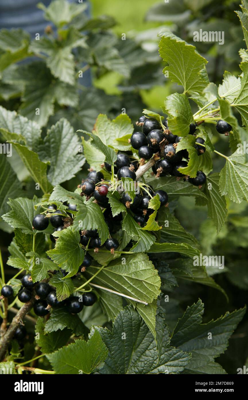 Picking ripe blackcurrants hi-res stock photography and images - Alamy