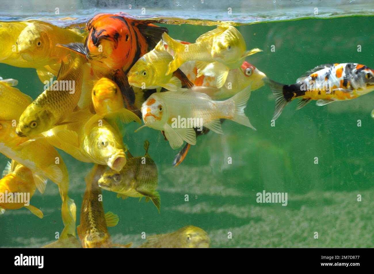 Koi carps in pond Stock Photo - Alamy