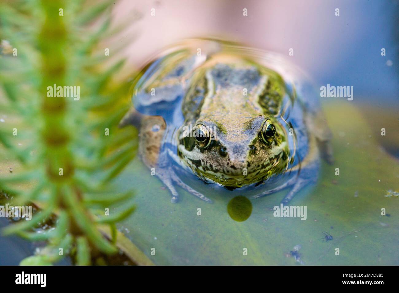 Frog underneath hi-res stock photography and images - Alamy