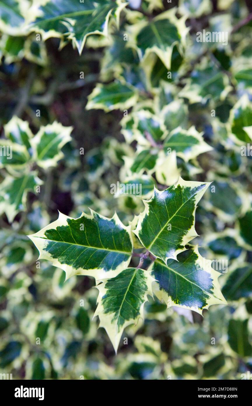 Englishevergreen hi-res stock photography and images - Alamy