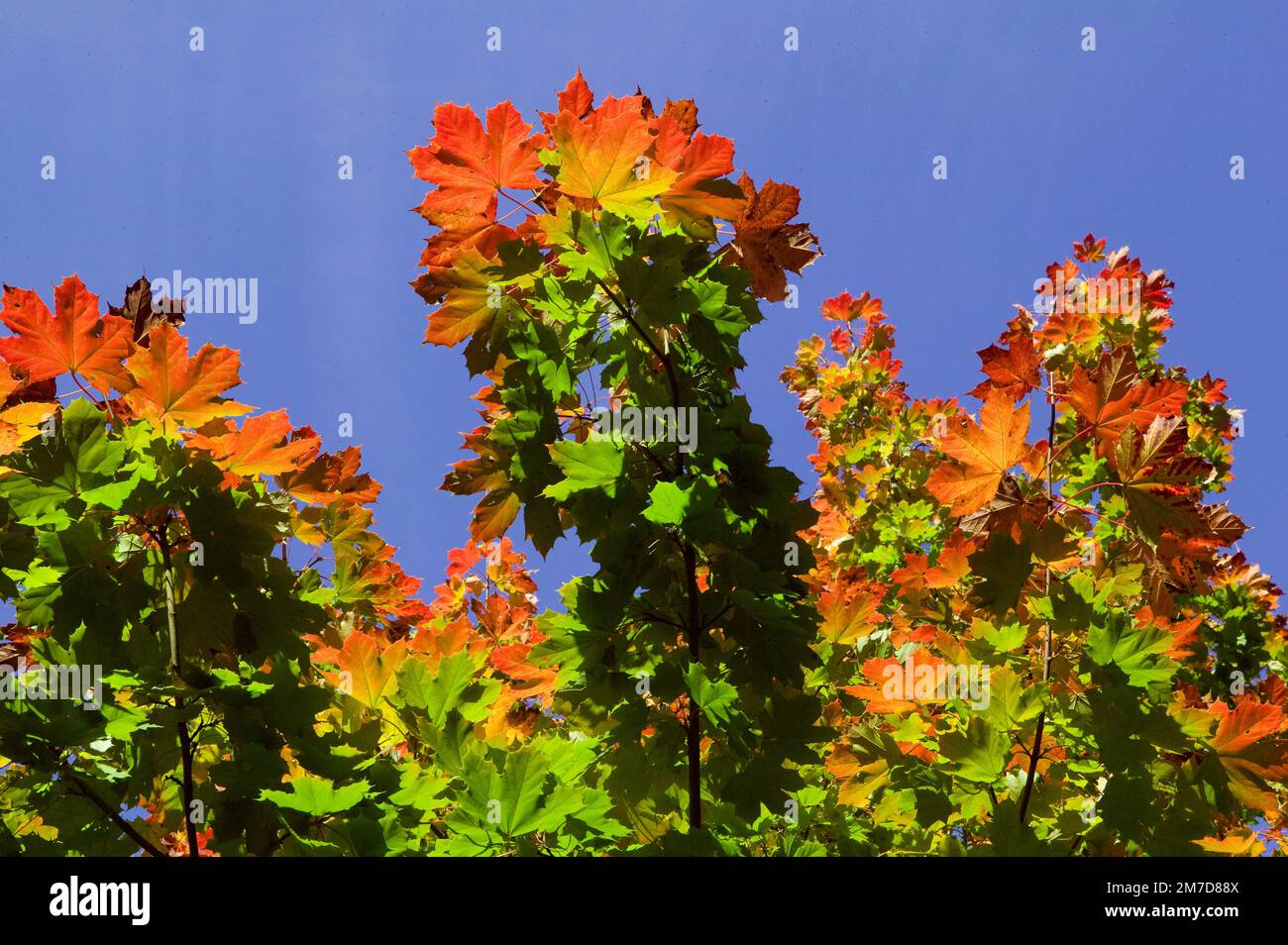 Detail of the leaves of the tree Acer rubrum as it turns to deep reds ...
