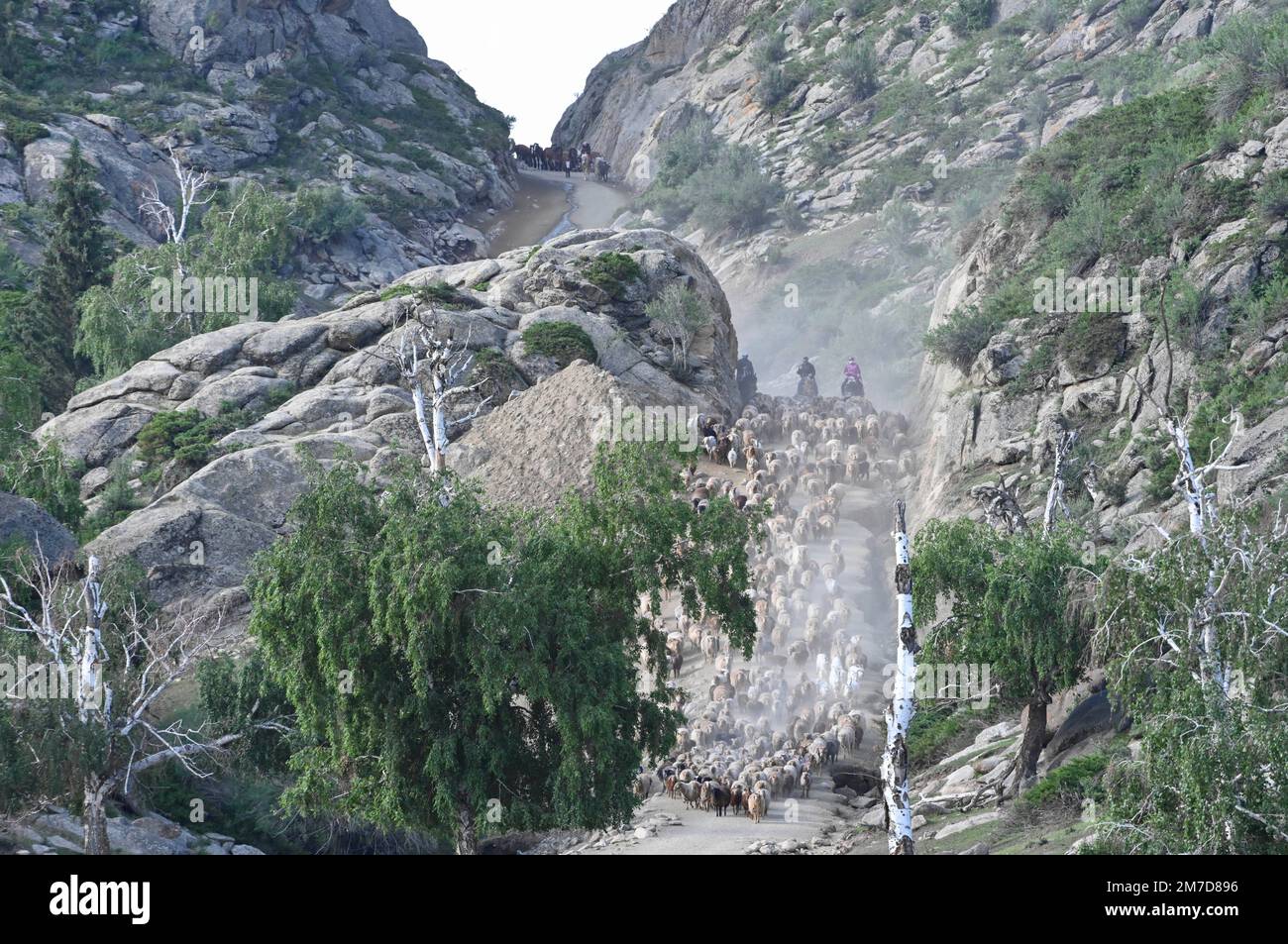 (230109) -- BEIJING, Jan. 9, 2023 (Xinhua) -- Herdsmen move their ...