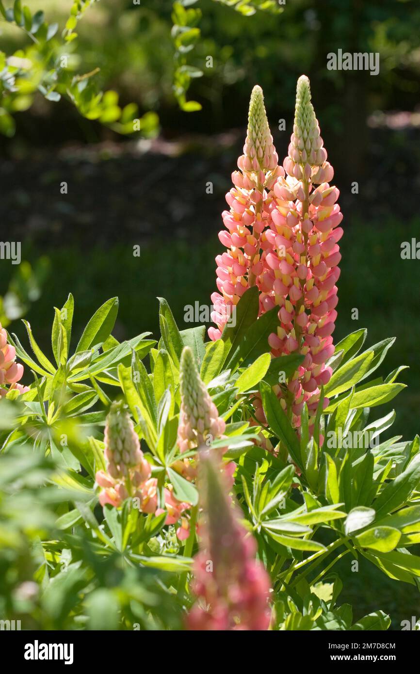 Close up examples of the Lupin, Lupinus 'Russell' Stock Photo - Alamy