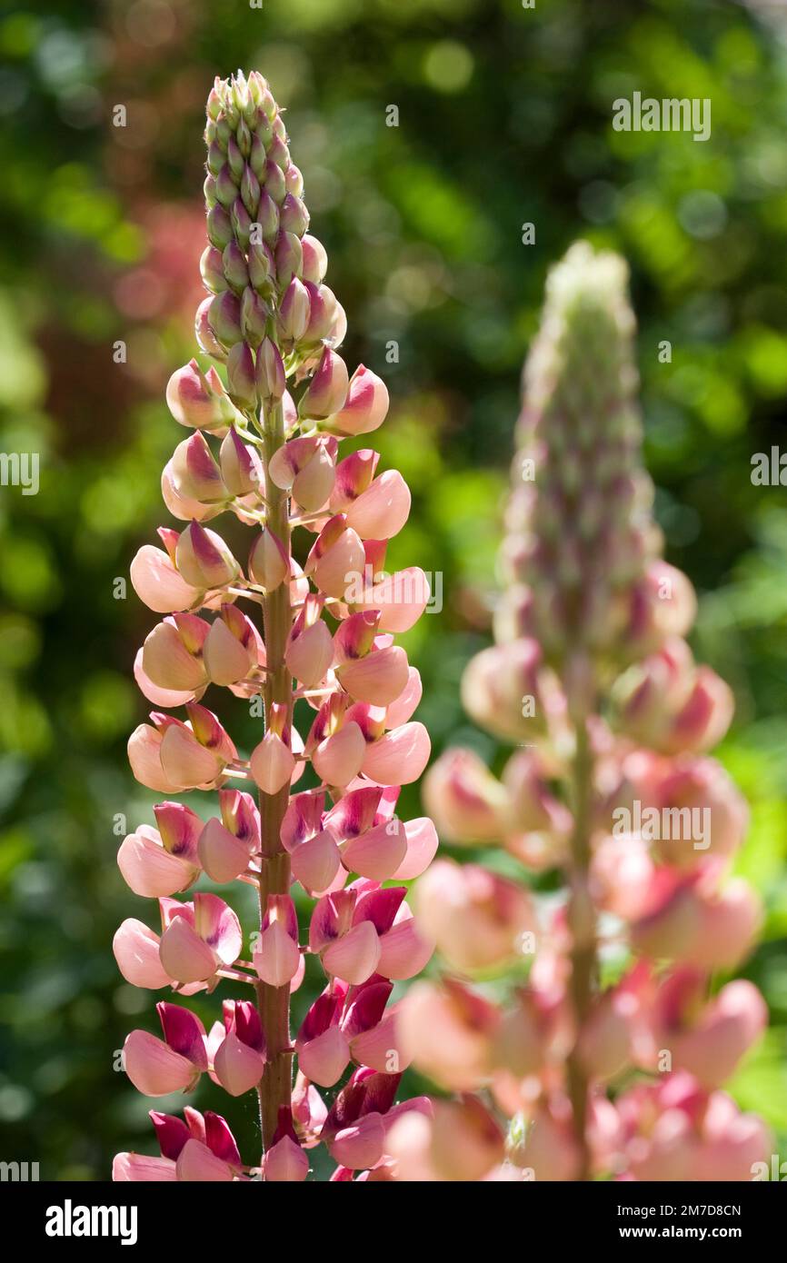 Close up examples of the Lupin, Lupinus 'Russell' Stock Photo - Alamy