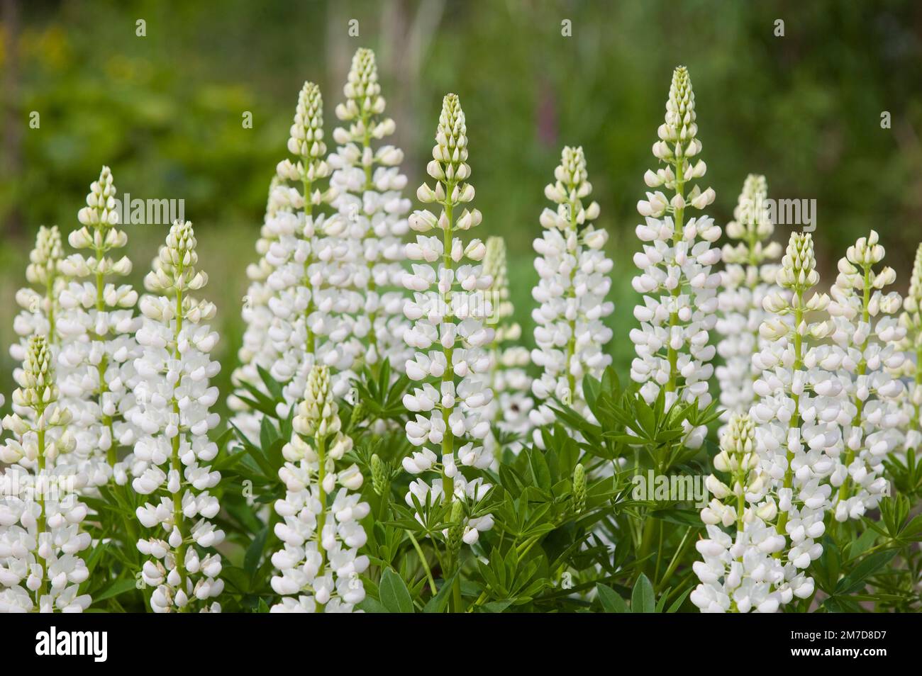Lupin spire hi-res stock photography and images - Alamy