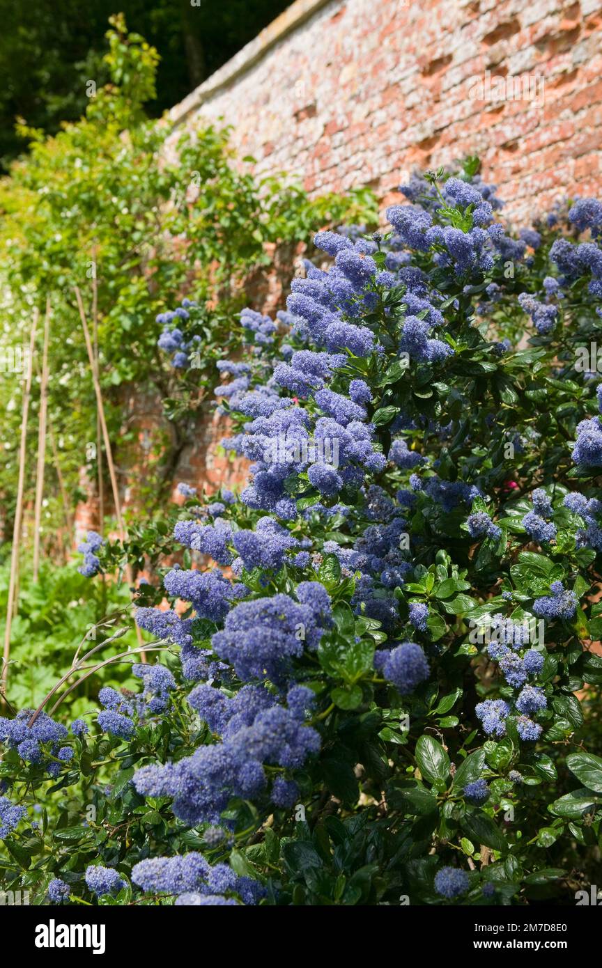 The californian lilac or Ceanothus 'Autumnal Blue, showing the ...