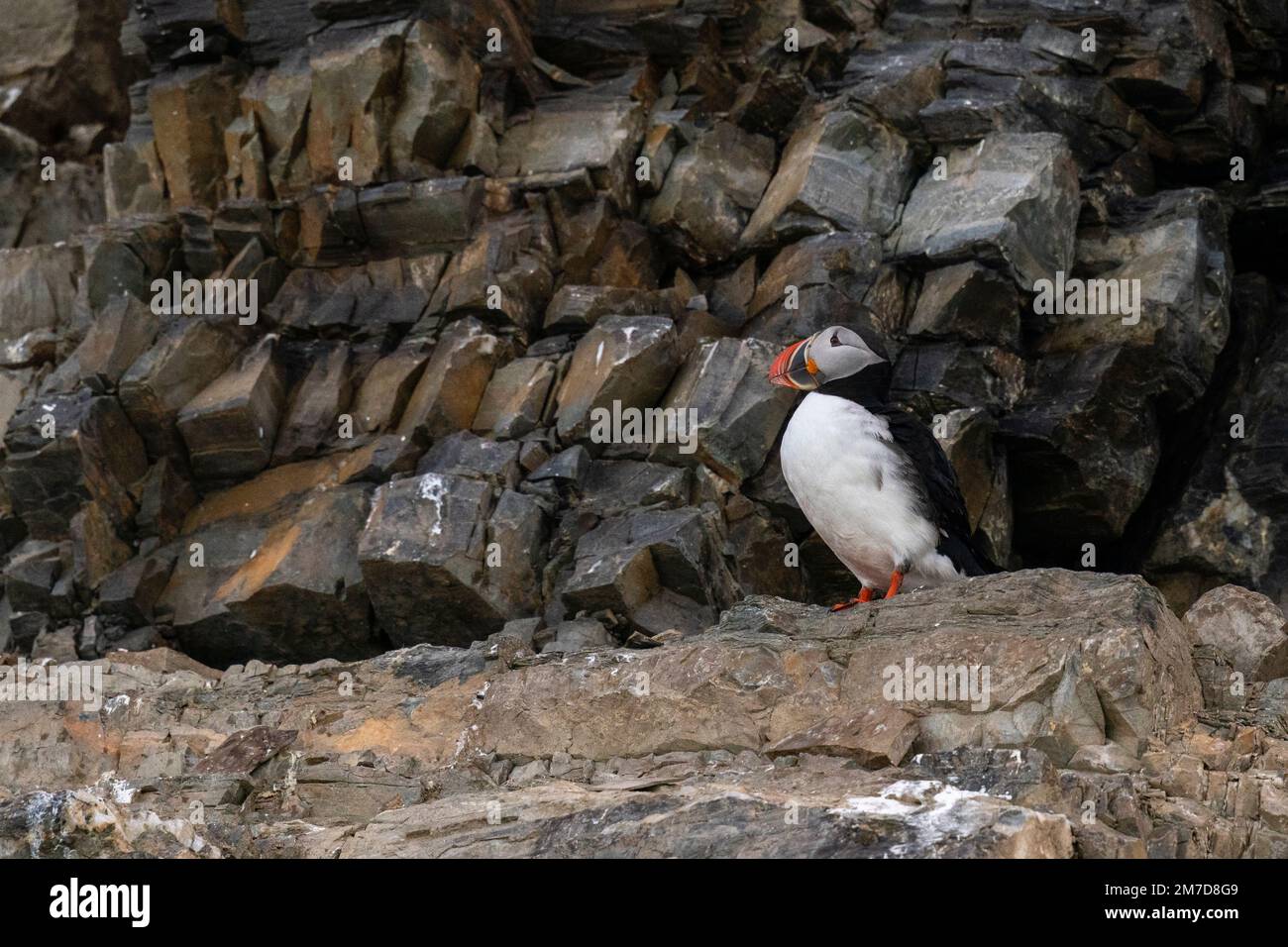 Atlantic puffin (Fratercula arctica), Kongsfjorden, Spitsbergen ...