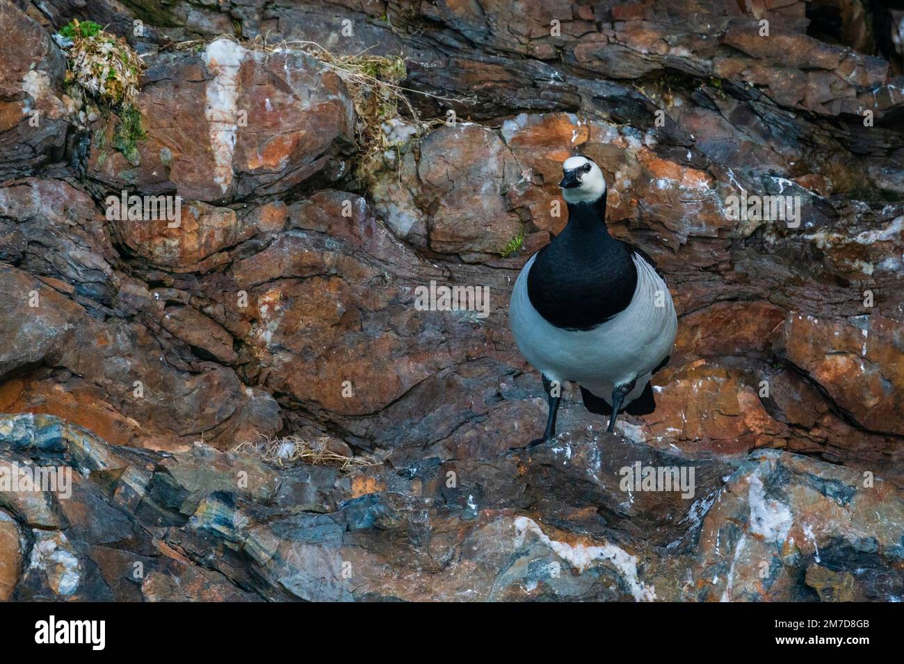 Barnacle goose (Branta leucopsis), Kongsfjorden, Spitsbergen, Svalbard ...