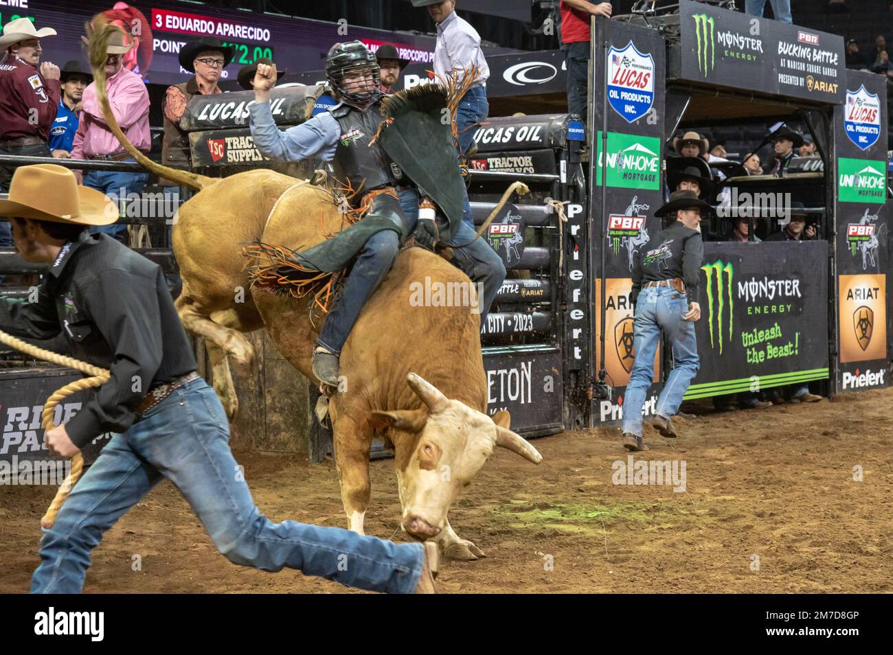 New York, New York, USA. 8th Jan, 2023. (NEW) 2023 Professional Bull ...