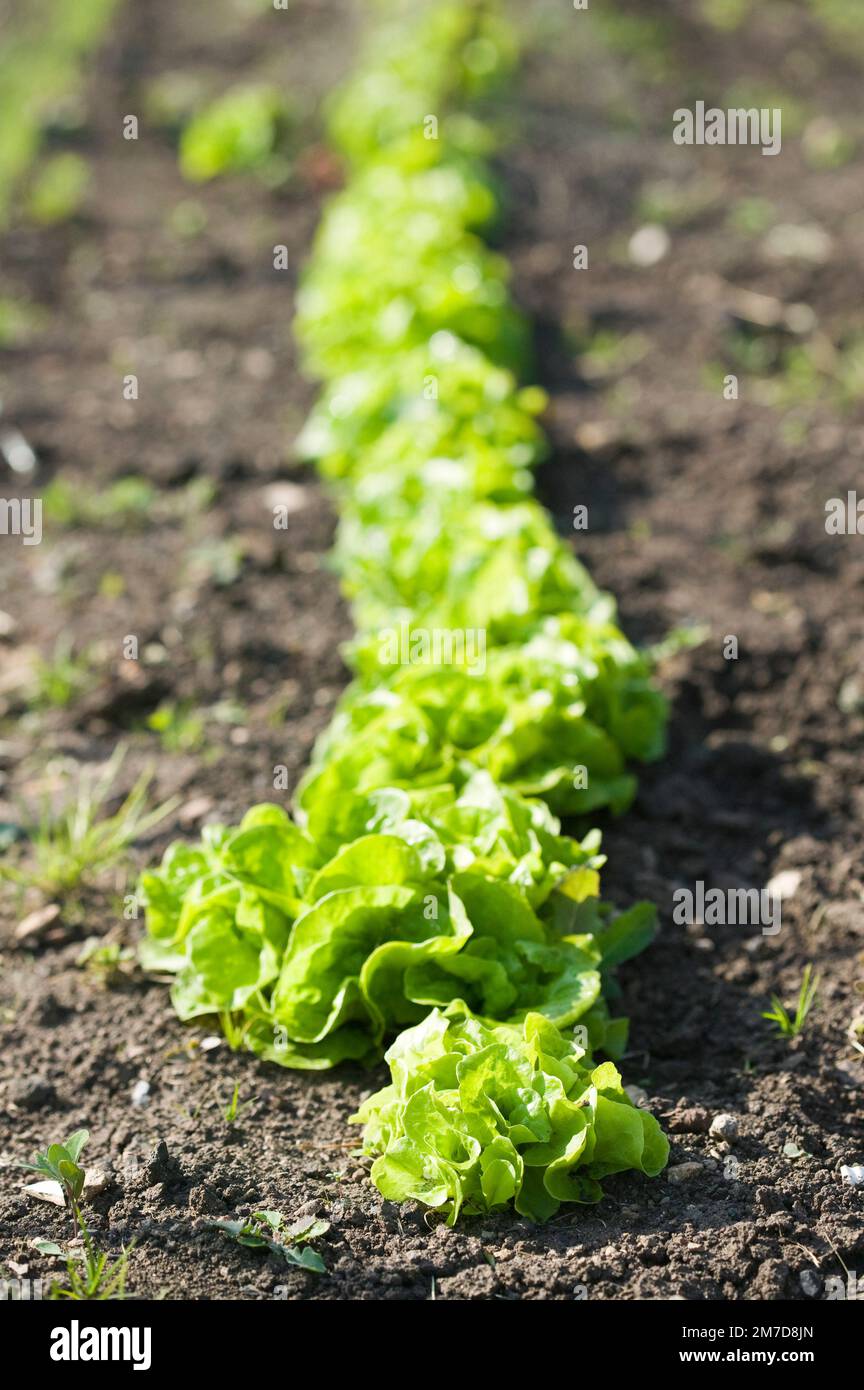 A line of lettuce plants growing on an allotment Stock Photo - Alamy