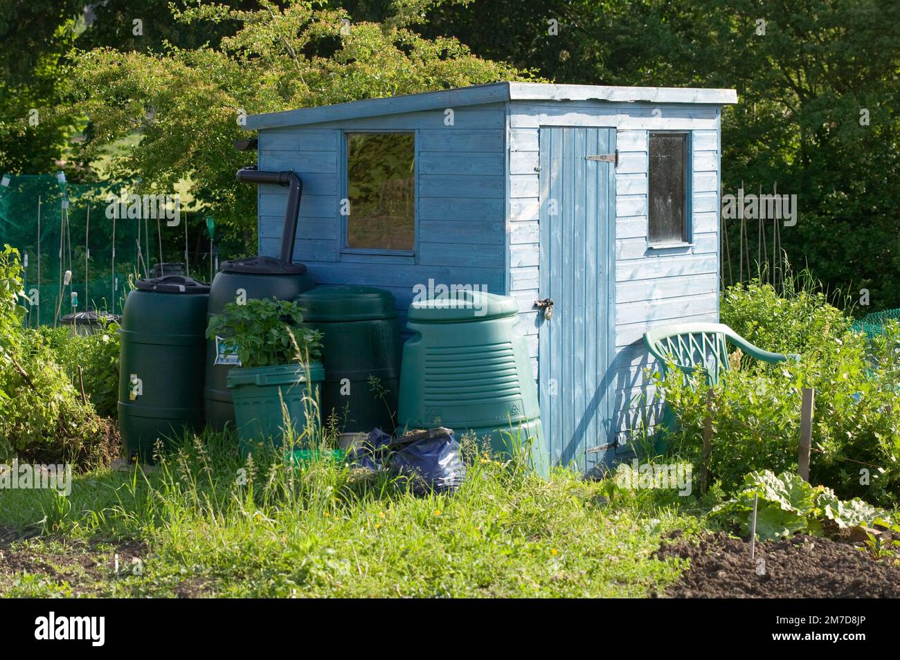 A brightly painted blue shed on an allotment with water butts for ...
