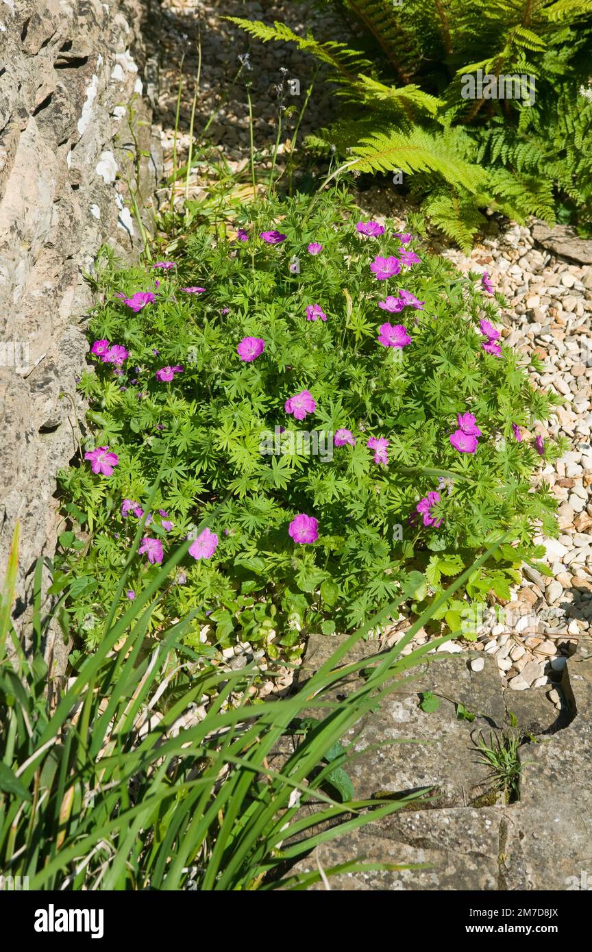 The plant known as Geranium sanguineum or bloody cranes bill grwoing ...