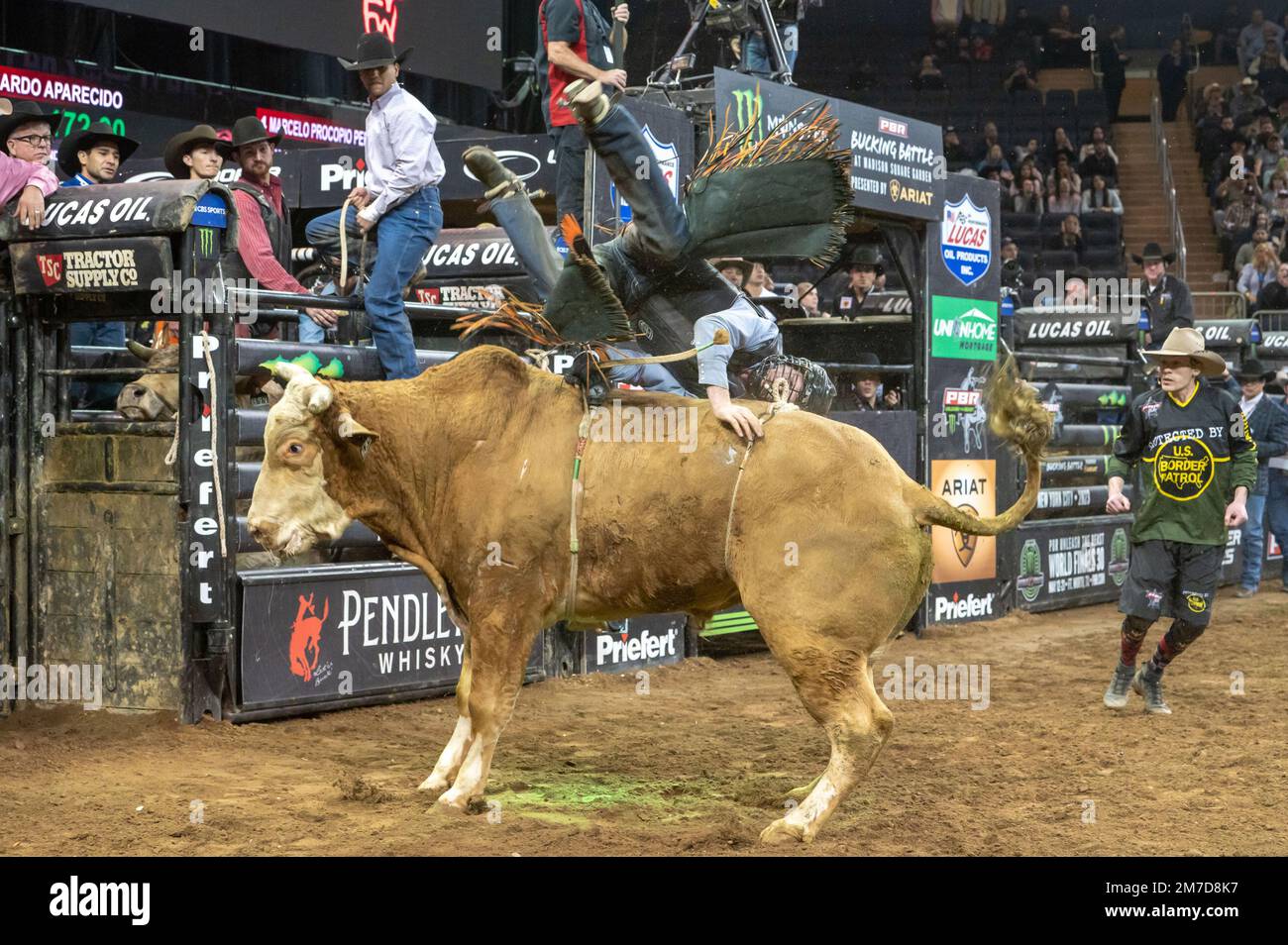 New York, New York, USA. 8th Jan, 2023. (NEW) 2023 Professional Bull ...