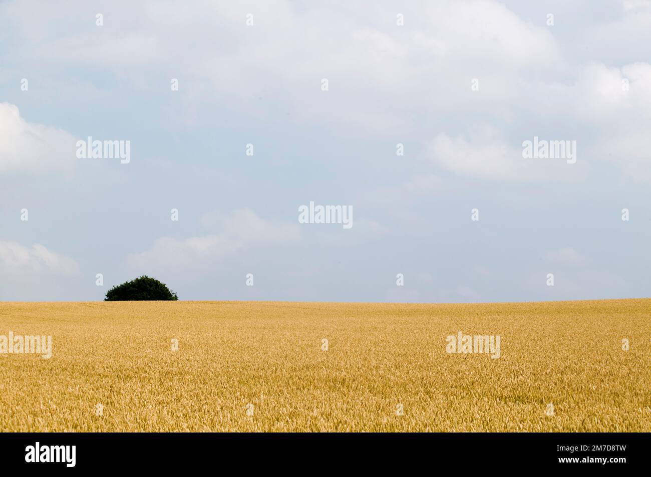 Lone clump of trees hi-res stock photography and images - Alamy