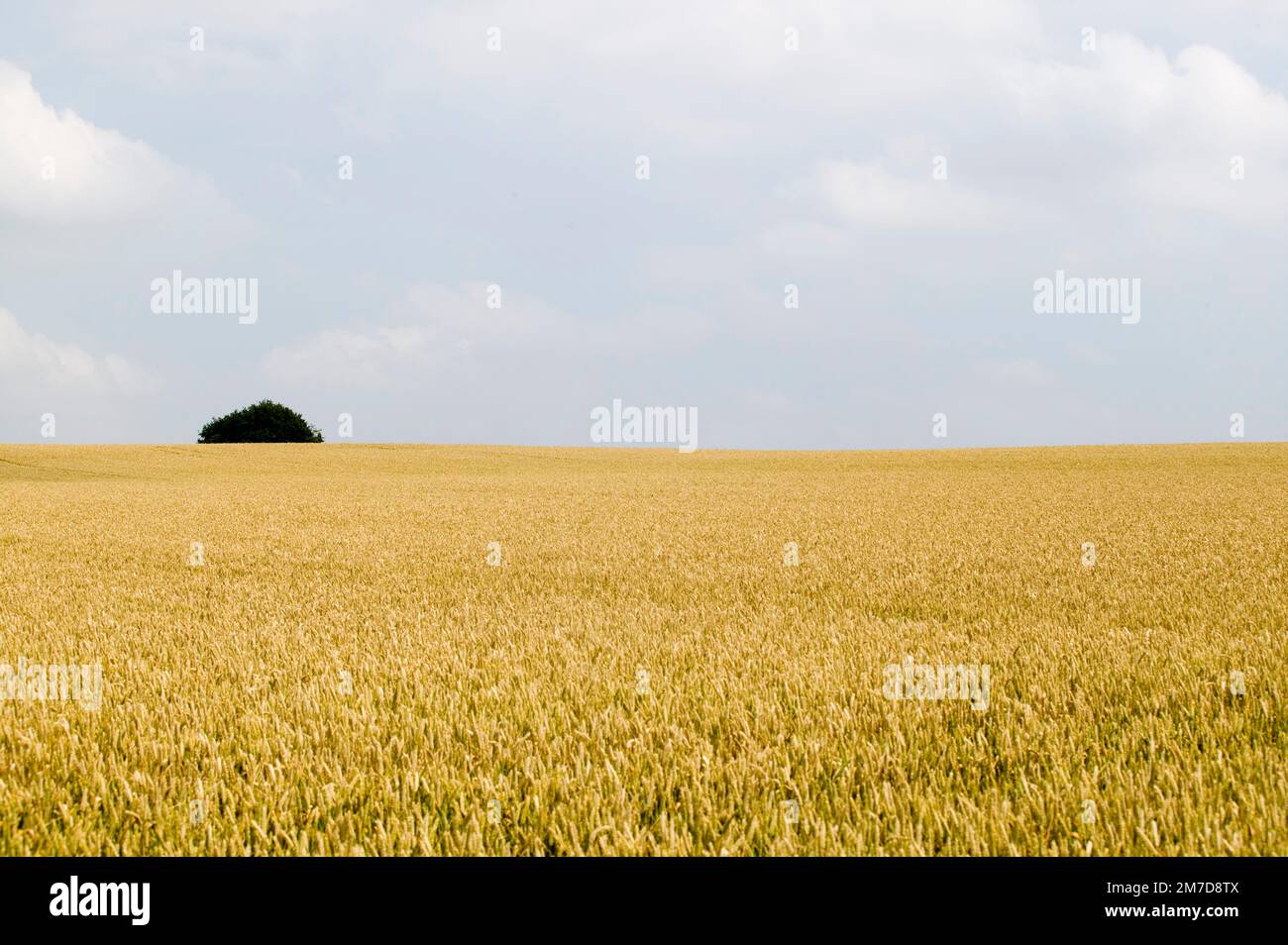 Lone clump of trees hi-res stock photography and images - Alamy