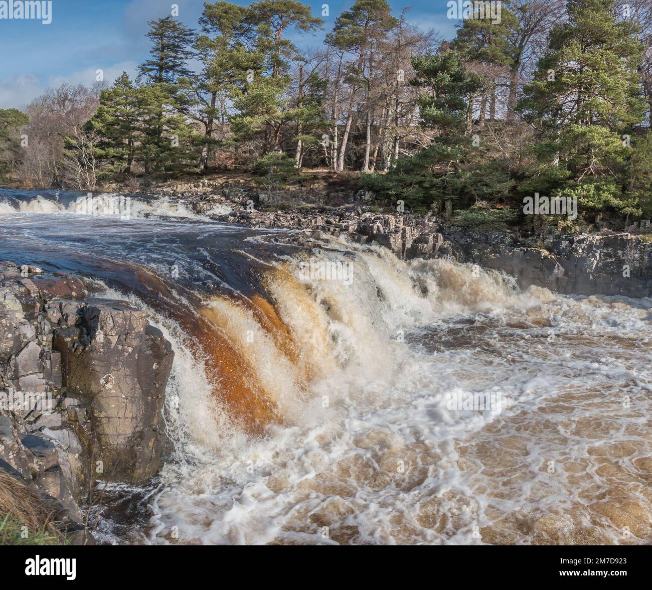 A swollen River Tees at Low Force Waterfall in strong early spring ...