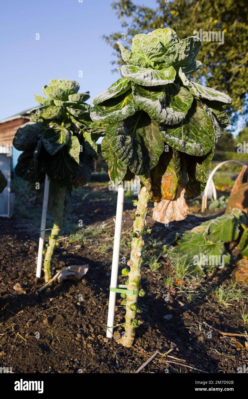 The tall stalks of the Brussel sprout plant topped with the usual bush ...