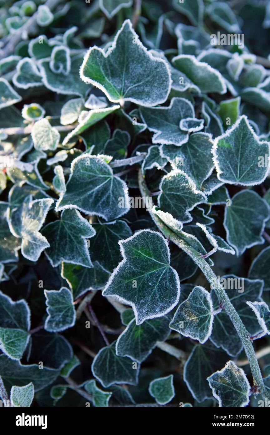 The morning sun lights up the delicate edges of frost covering an ivy ...
