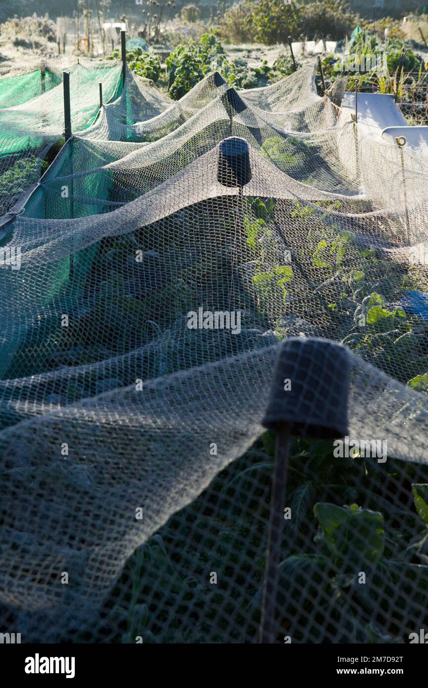 A net mesh is used to cover a vegetable plot and protect the plants ...