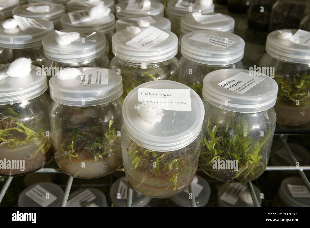 Jars of orchid seedlings in specialy prepared culture jars standing in ...
