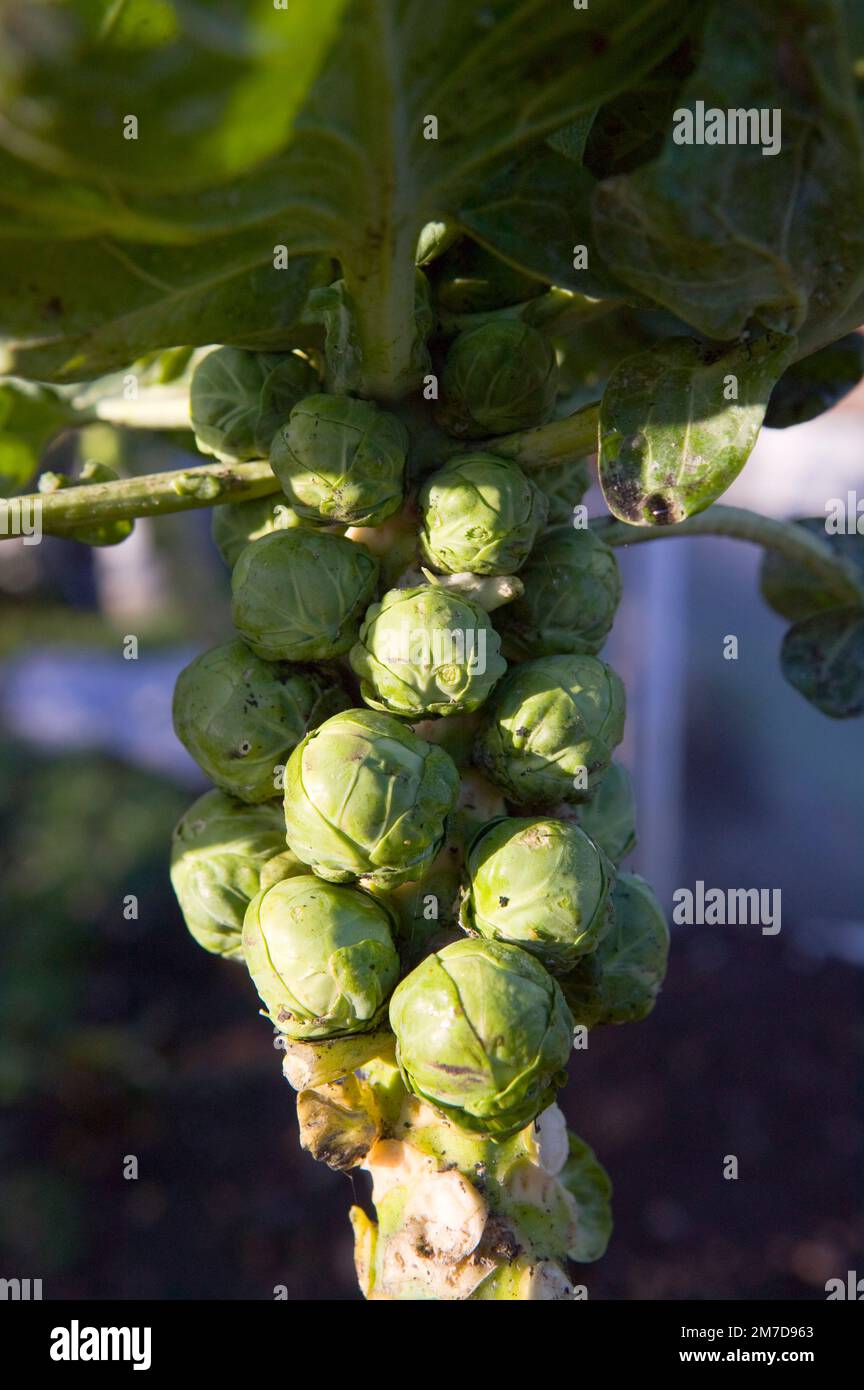 Close up detail of the stalk and leaves of a Brussel Sprout plant ...