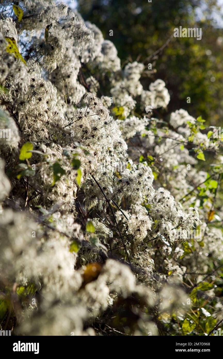 Clematis vitalba a climbing shrub of the Ranunculaceae family, with ...