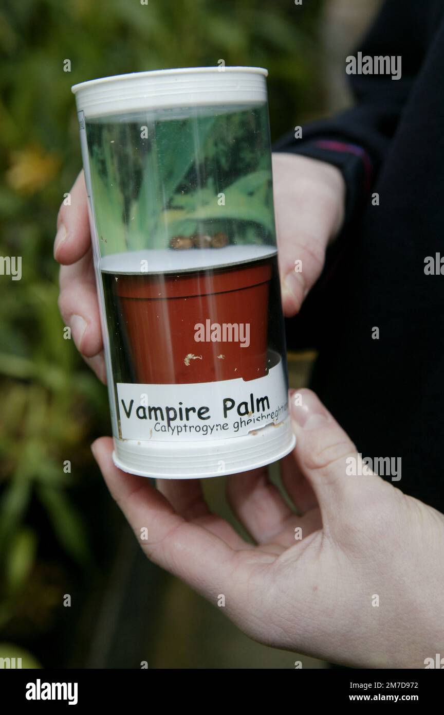 Orchids produces palm tree kits for growing the Palms are being sold in ...