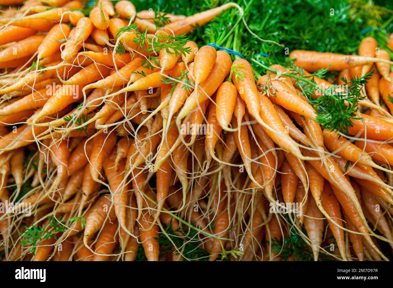 Large carrots hi-res stock photography and images - Alamy