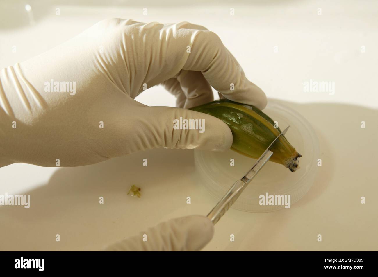 Orchid seed pod hi-res stock photography and images - Alamy