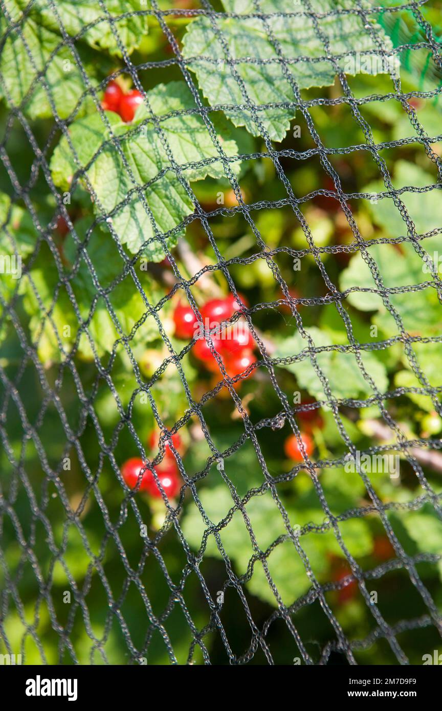 A red currant bush covered with a black netting to protect it from ...